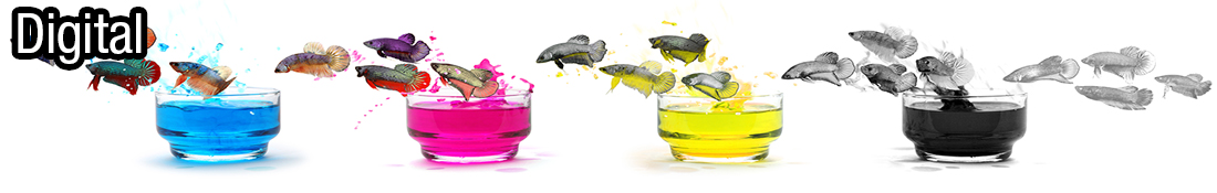 Digital Printing | Vision Print Solutions